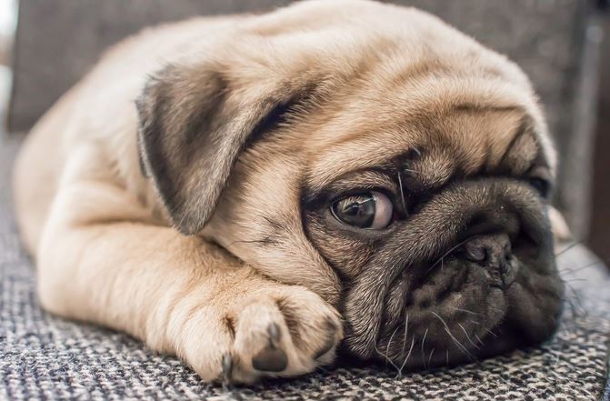 Mops: – OJgoldenretriever – Fashionist Dog Whisperer